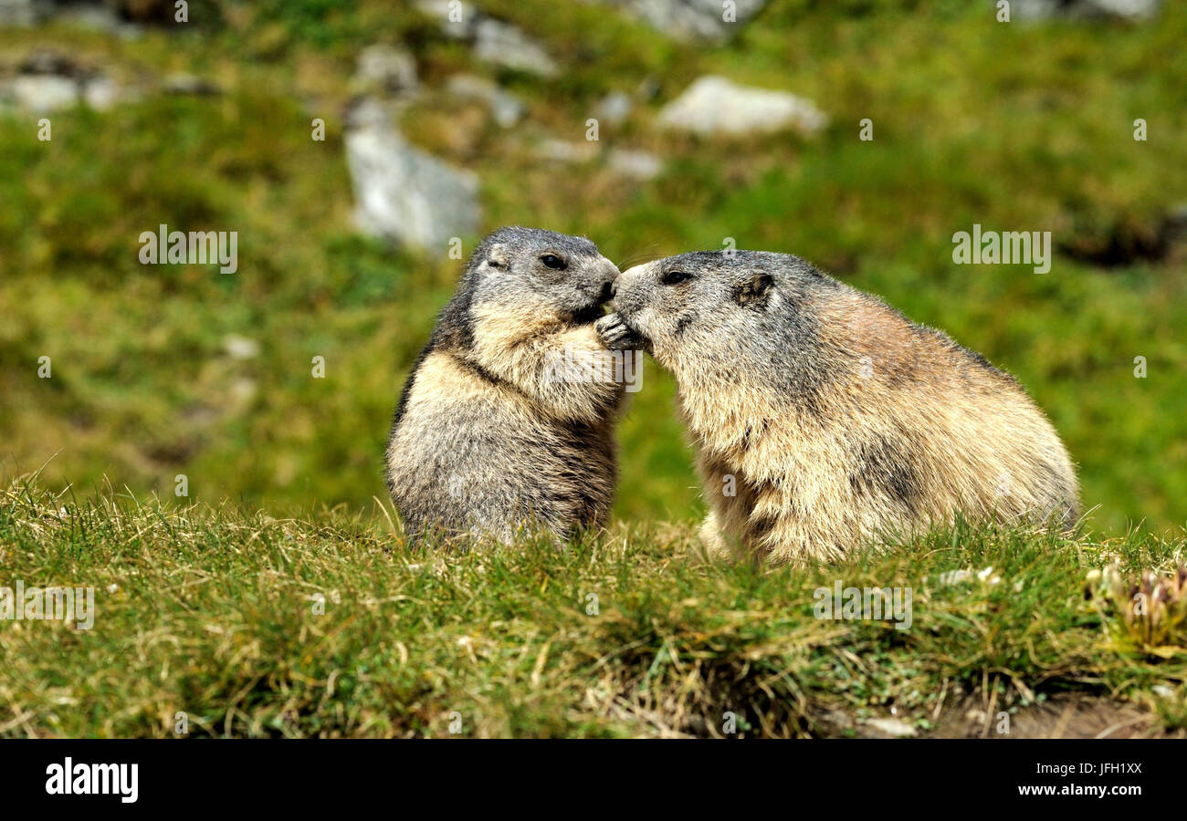 Alp groundhogs hi-res stock photography and images - Alamy