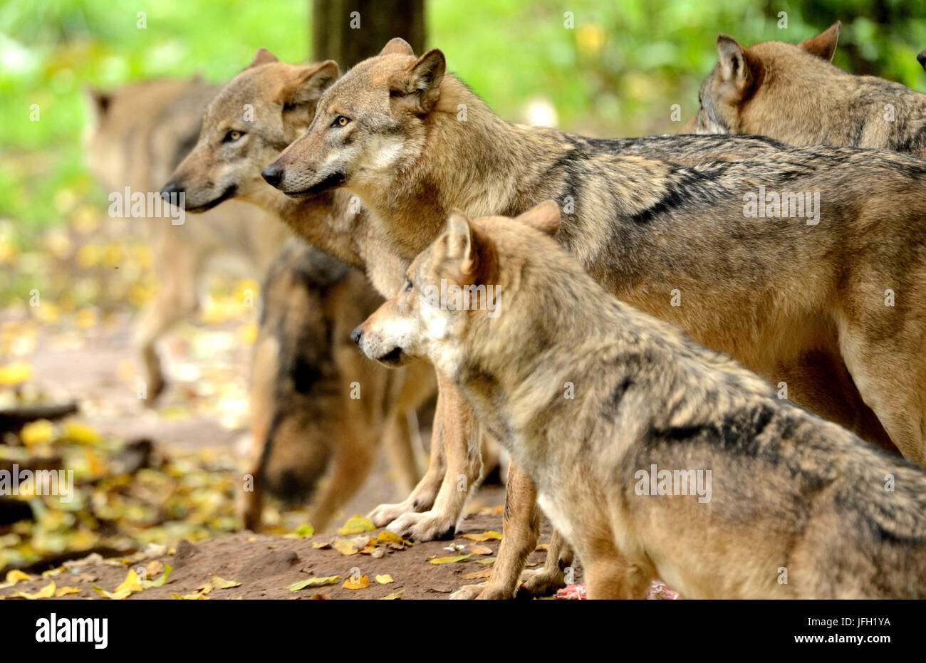 Wolf herds hi-res stock photography and images - Alamy