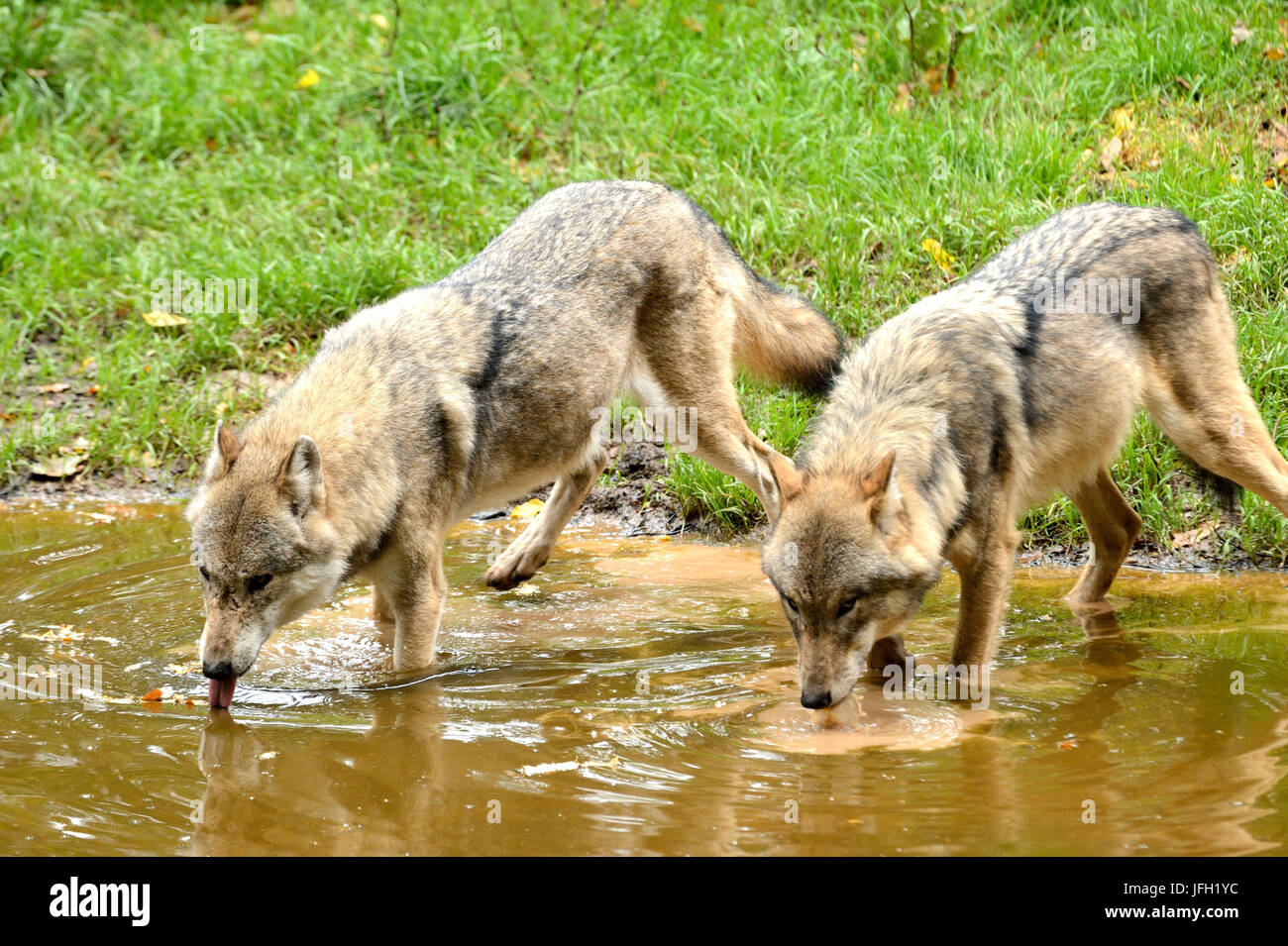 Wolves, water, drink Stock Photo - Alamy