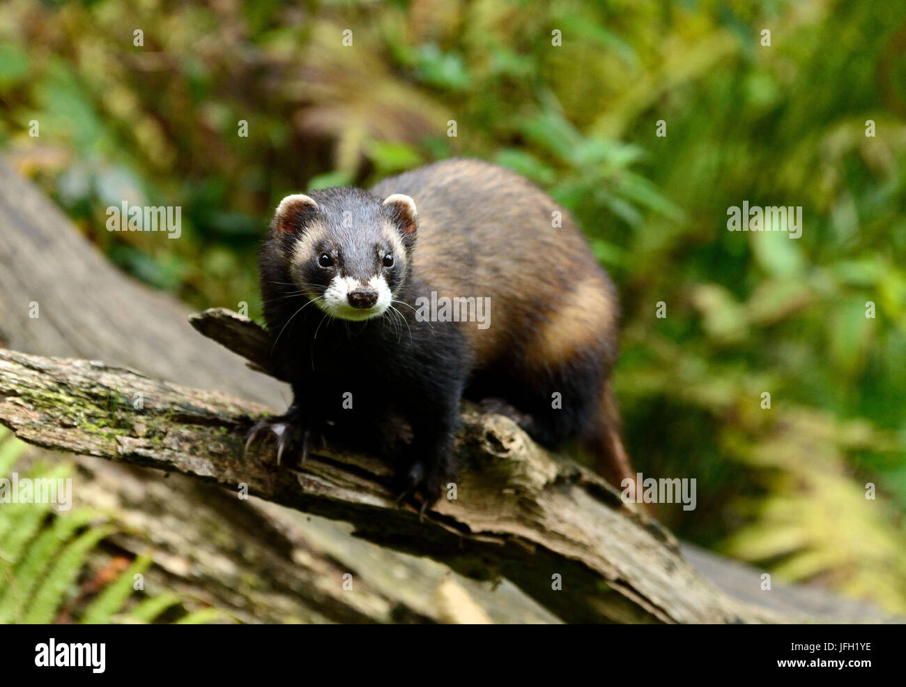 Polecat like hi-res stock photography and images - Alamy