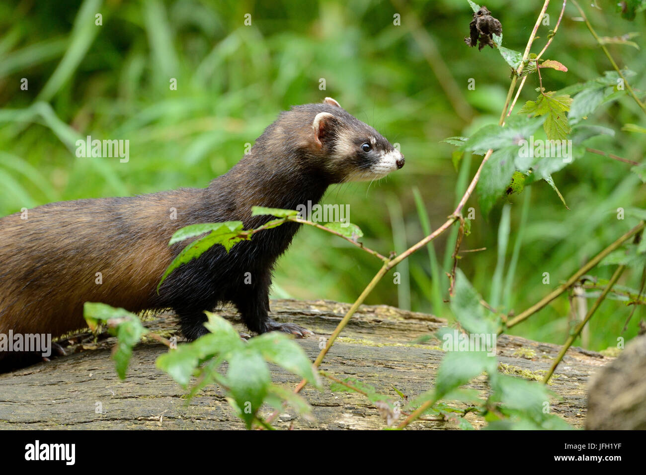 Polecat Like High Resolution Stock Photography and Images - Alamy