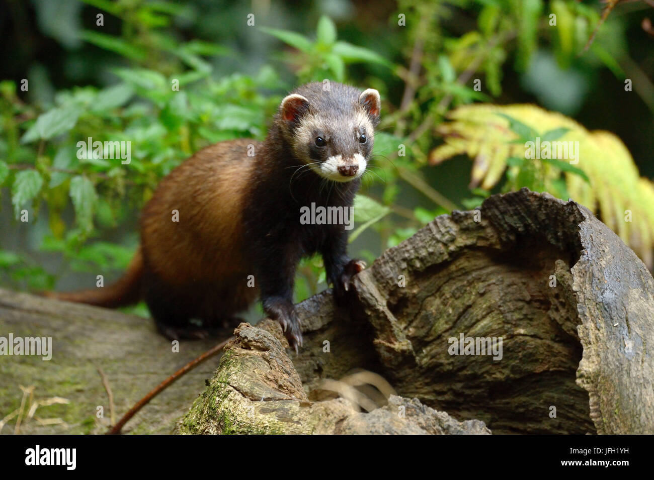 Polecat Like High Resolution Stock Photography and Images - Alamy