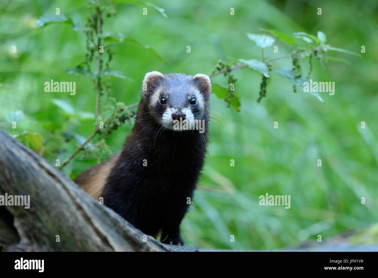 Polecat like hi-res stock photography and images - Alamy
