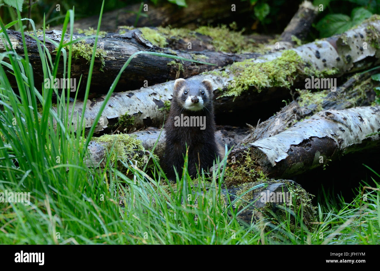 Polecat prey hi-res stock photography and images - Alamy