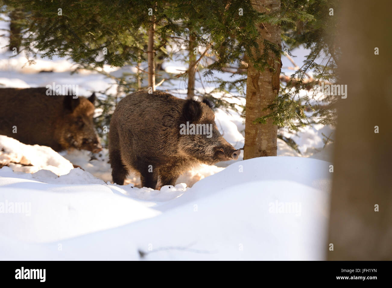 Wood, snow, wild boars Stock Photo - Alamy