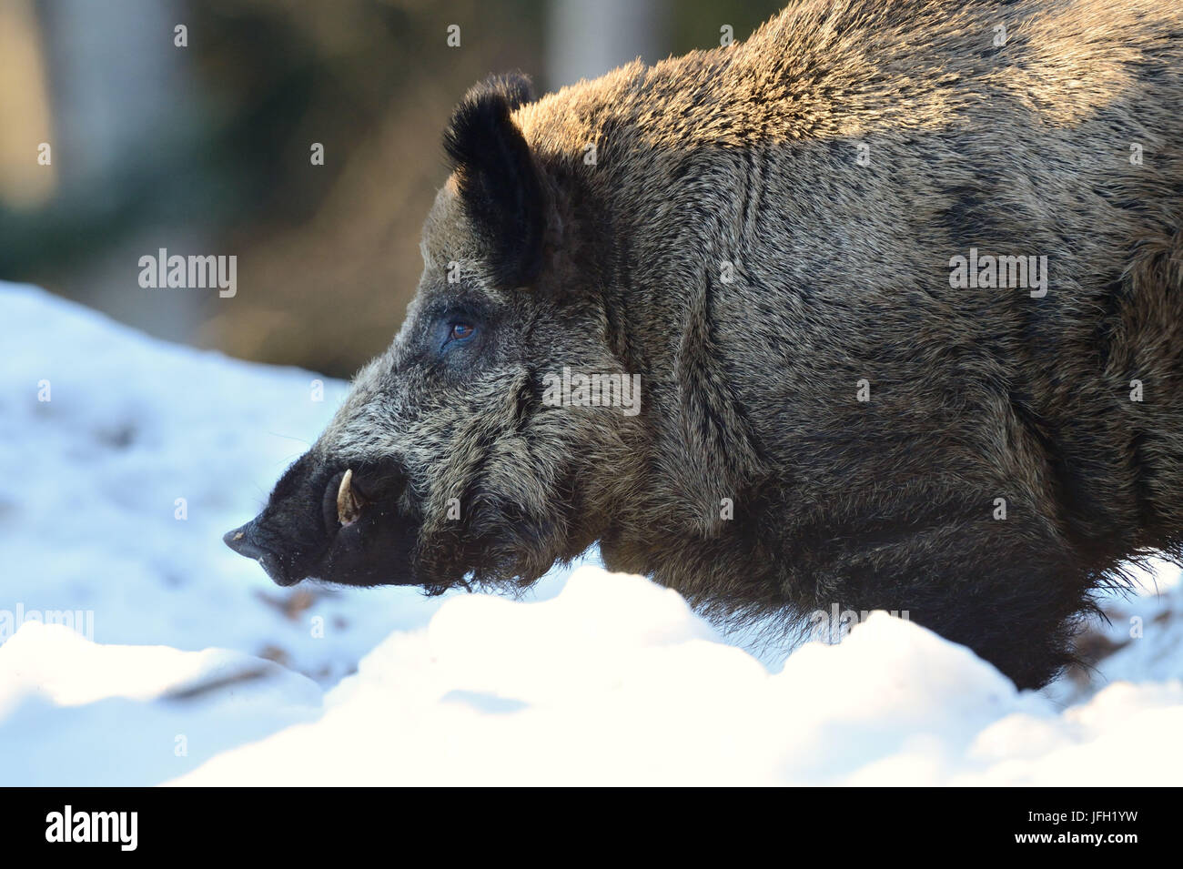 Wild boars, profile Stock Photo - Alamy