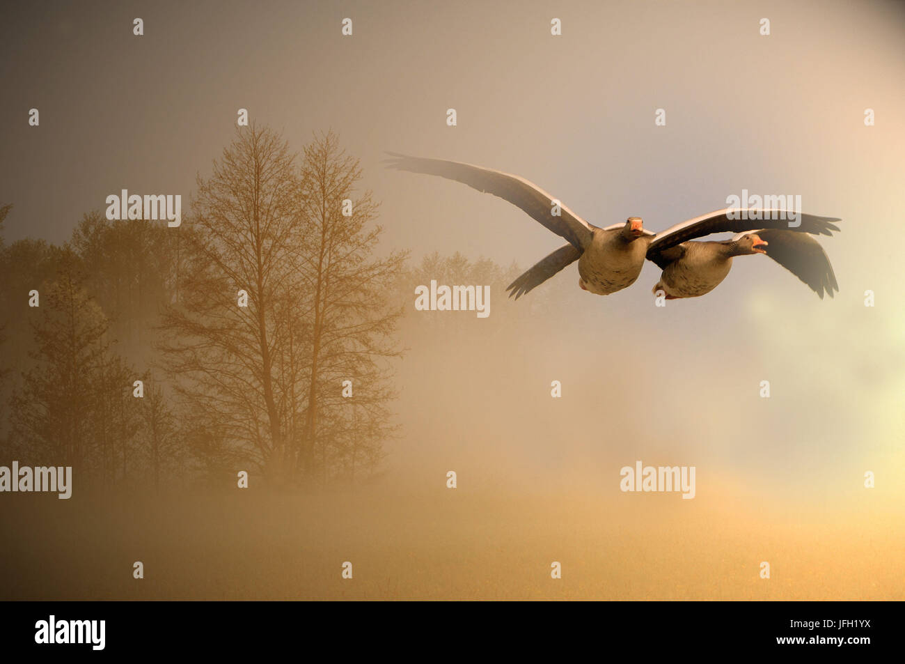 Goose fly hi-res stock photography and images - Alamy
