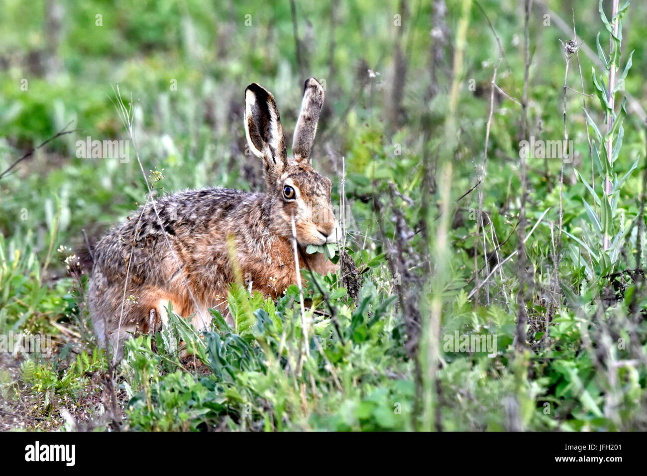 Freis living person animals hi-res stock photography and images - Alamy