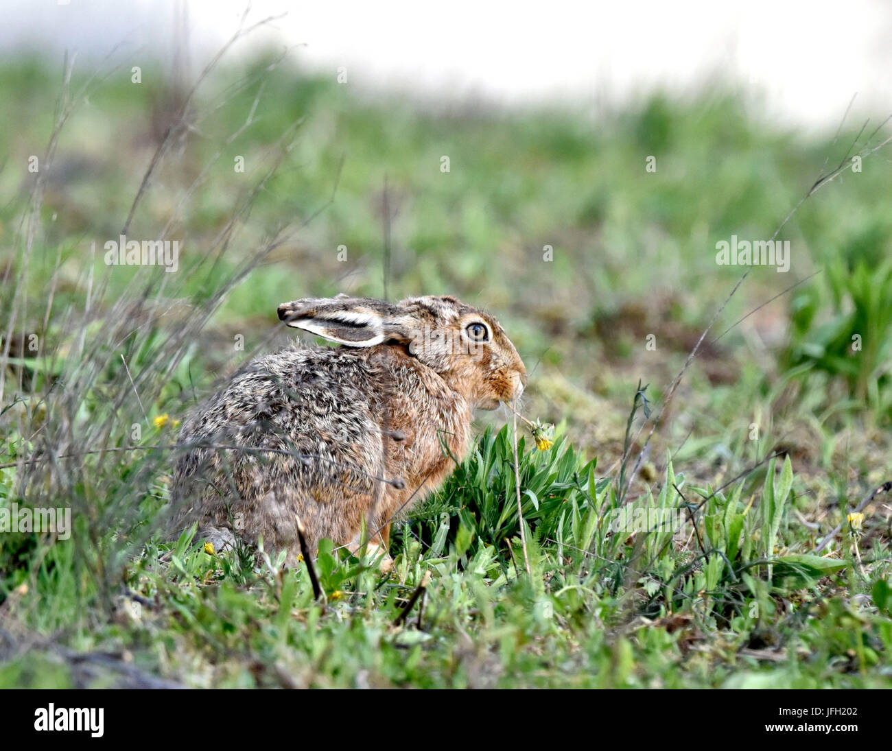 Freis living person animals hi-res stock photography and images - Alamy