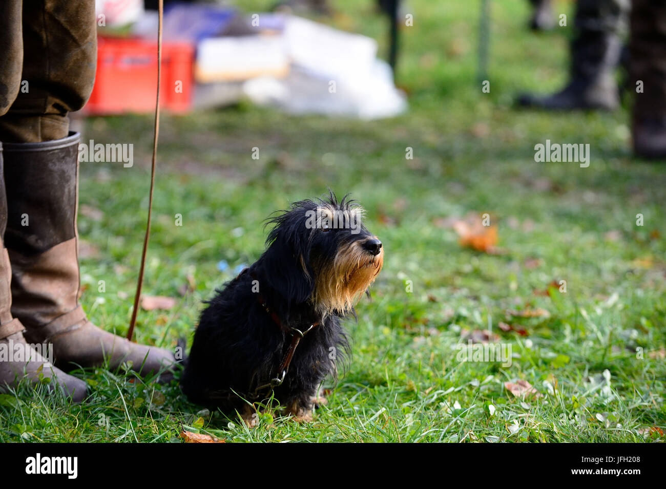 Hunter, detail, dachshund Stock Photo - Alamy