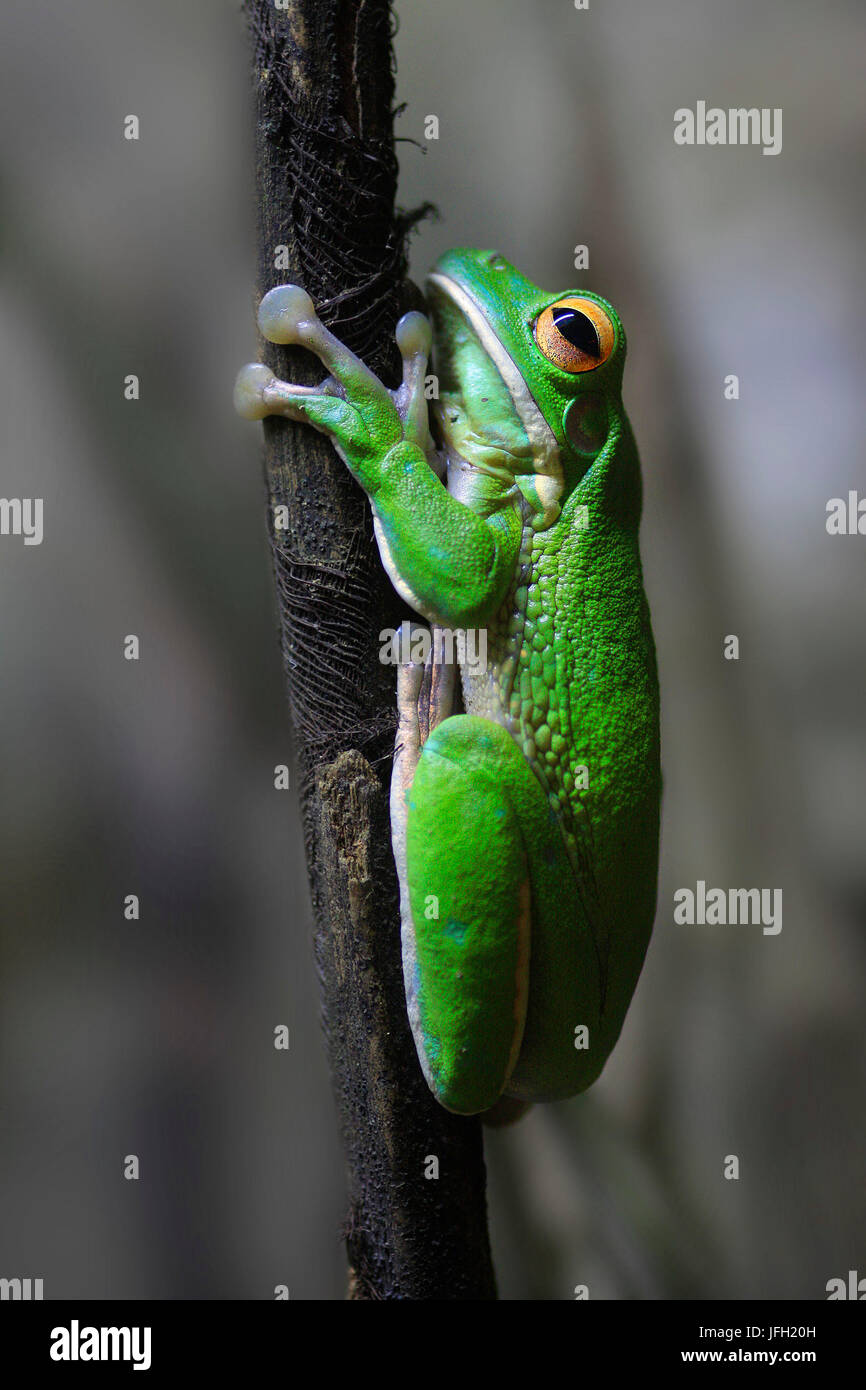Coral finger, foliage frog, Litoria caerulea, Australia, New Guinea ...