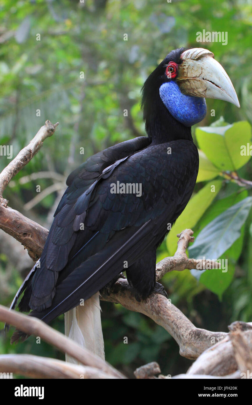 Indonesia Rainforest Bird Stock Photos & Indonesia Rainforest Bird ...