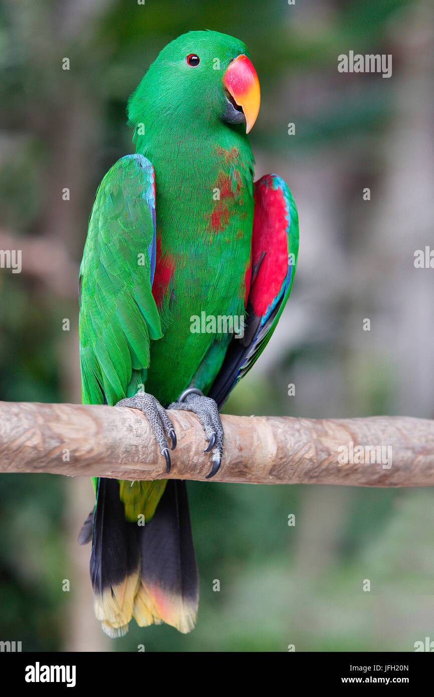 Noble parrot sits on branch, Eclectus roratus, Australia, New Guinea ...