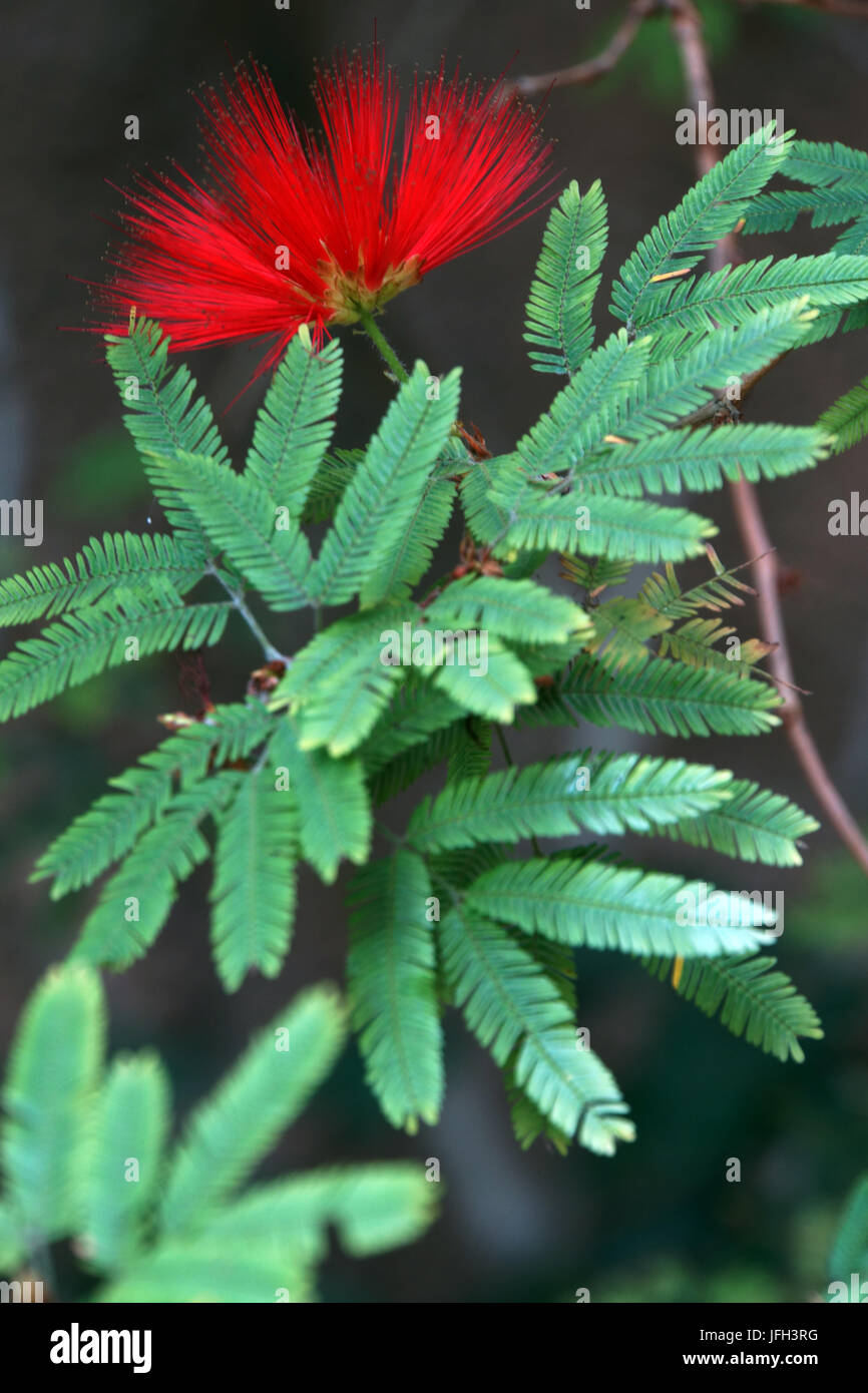 Trinidad flame bush Stock Photo - Alamy