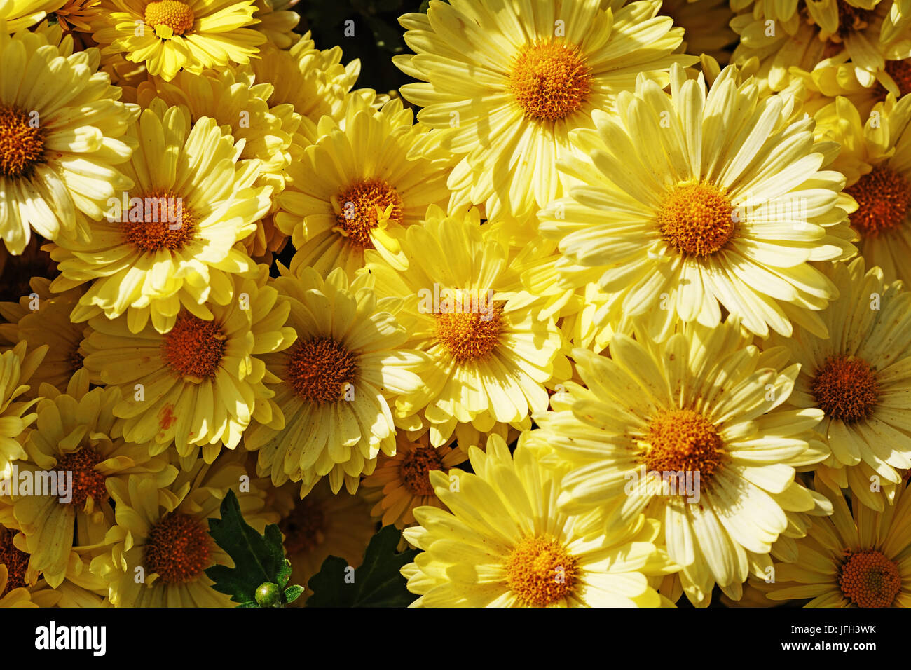 Beautiful yellow flowers Stock Photo - Alamy