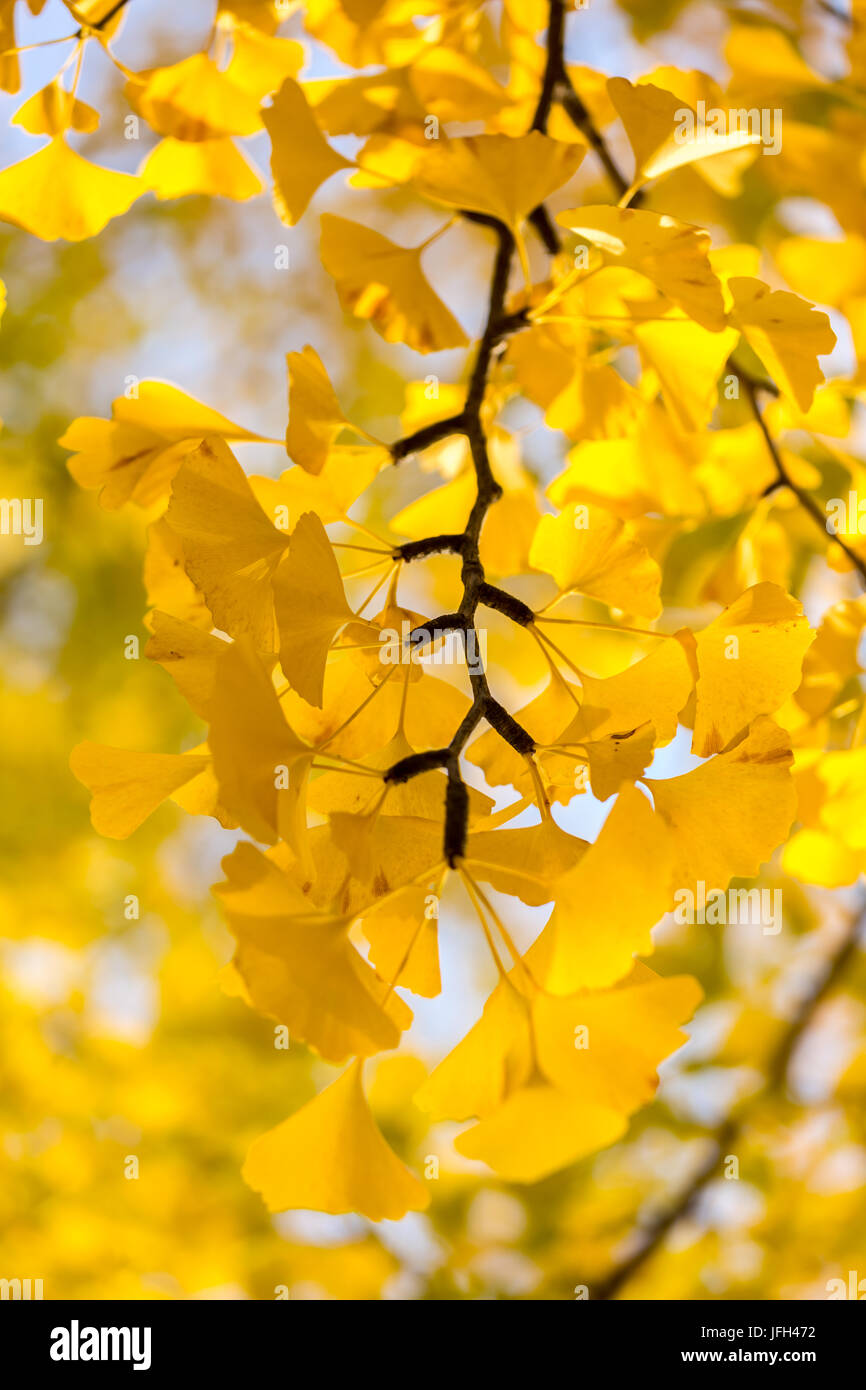 Ginkgo trees Autumn Stock Photo - Alamy
