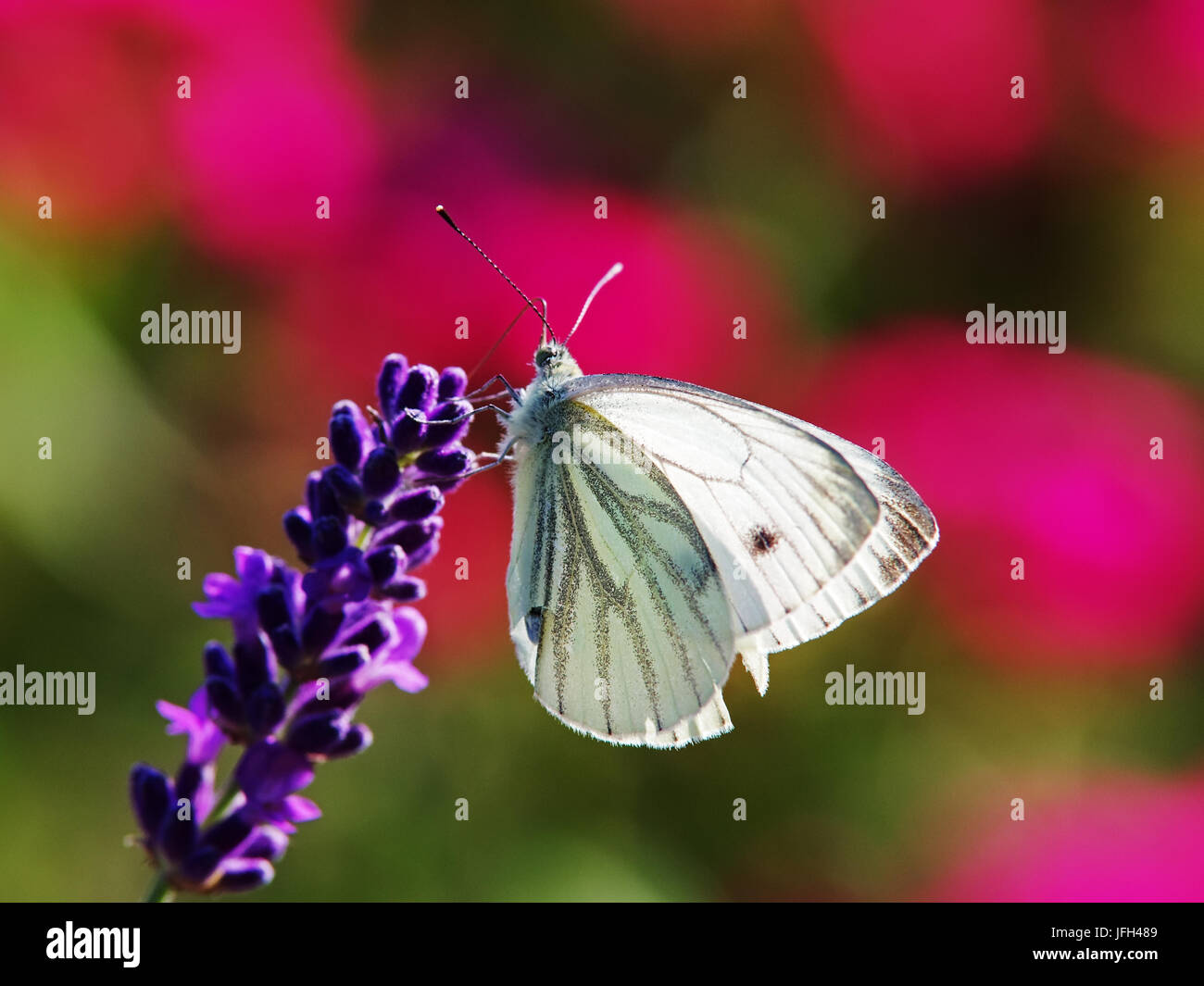Butterfly on lavender inflorescence Stock Photo - Alamy