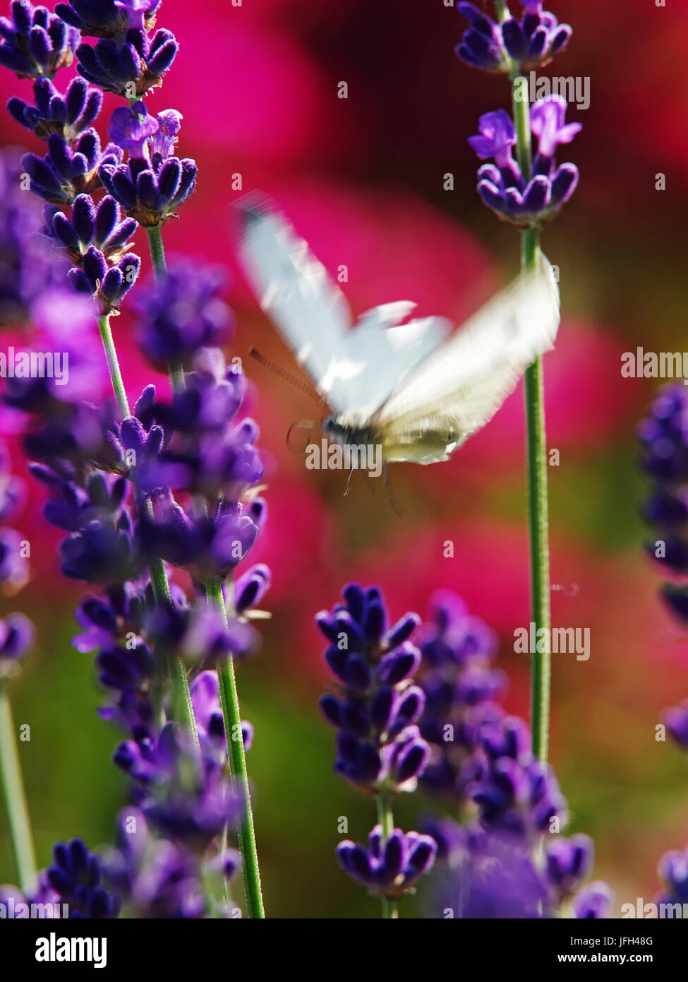 Butterfly in flight Stock Photo - Alamy