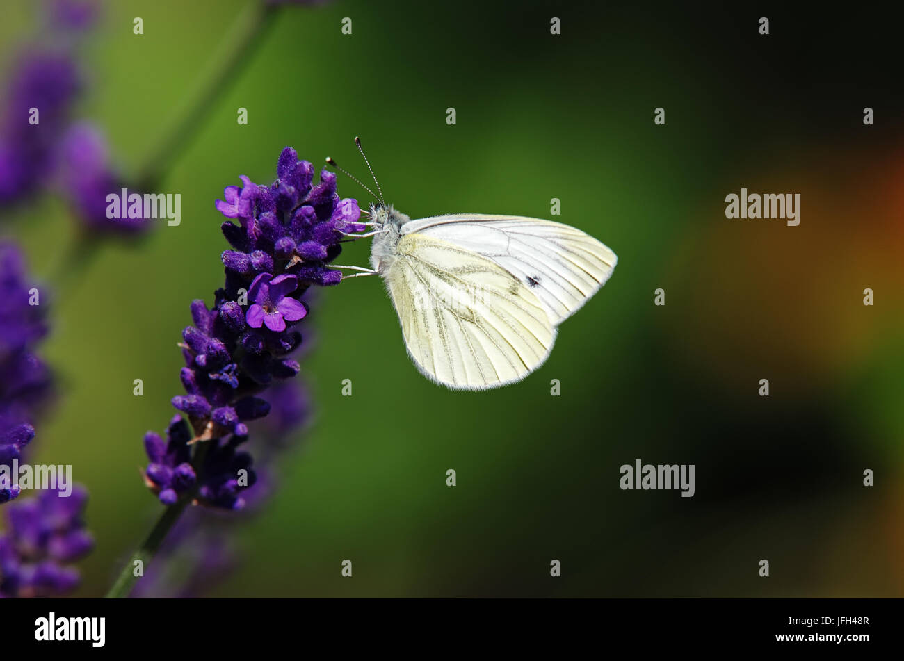 Butterfly on lavender inflorescence Stock Photo - Alamy