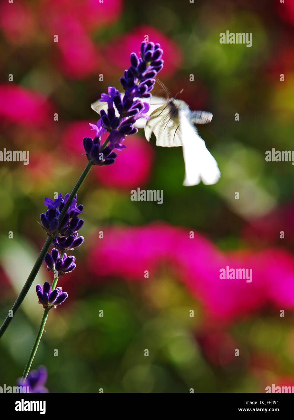 Butterfly in flight hi-res stock photography and images - Alamy