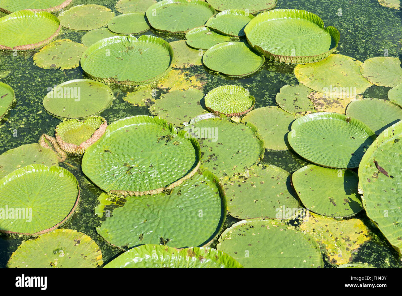 Huge floating lotus,Giant Amazon water lily,Victoria amazonia Stock ...