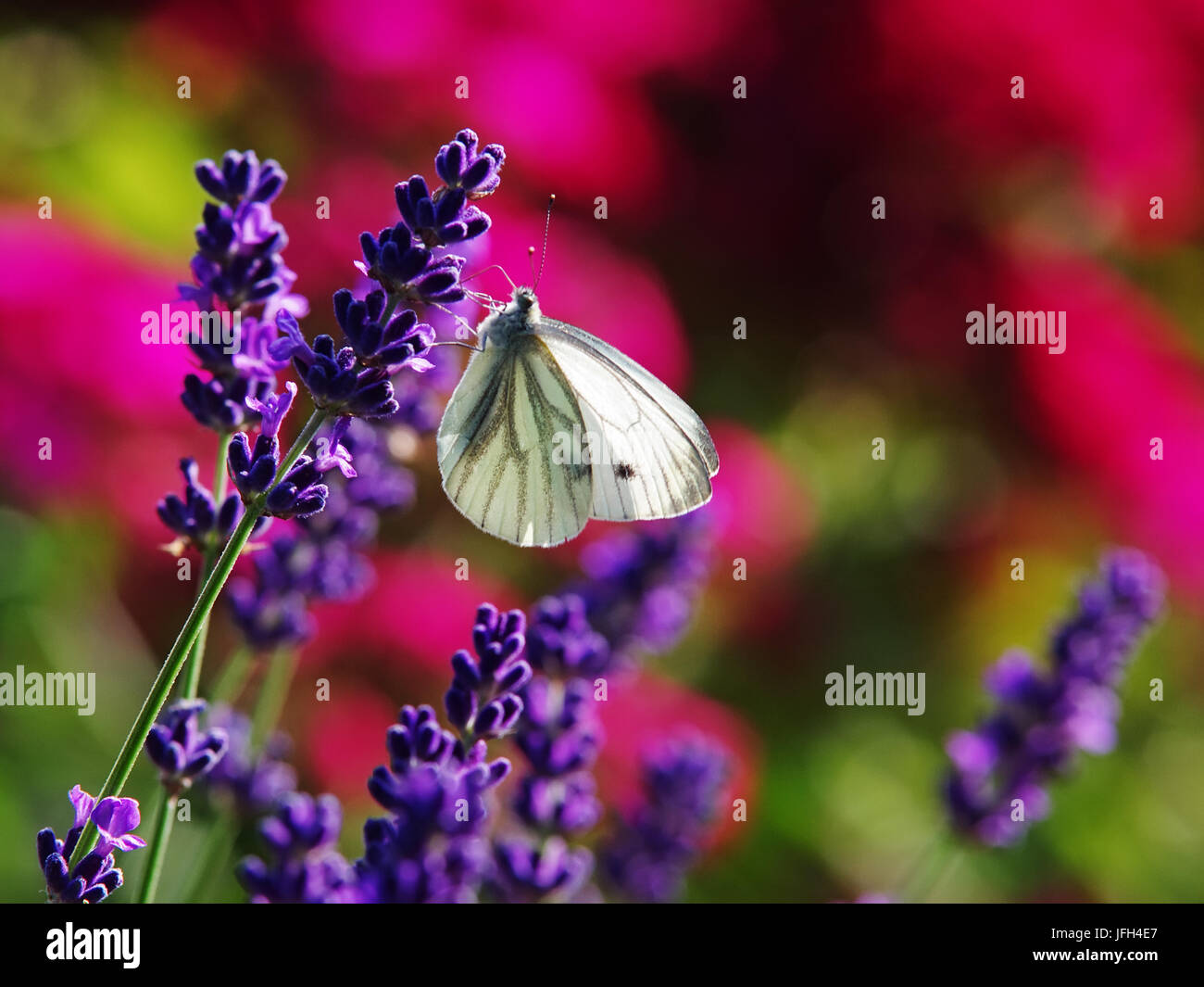Butterfly on lavender inflorescence Stock Photo - Alamy
