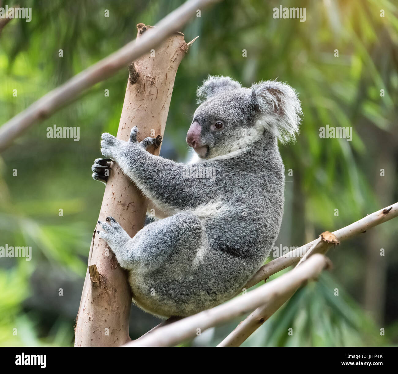 koala on tree sunlight on a branch Stock Photo - Alamy