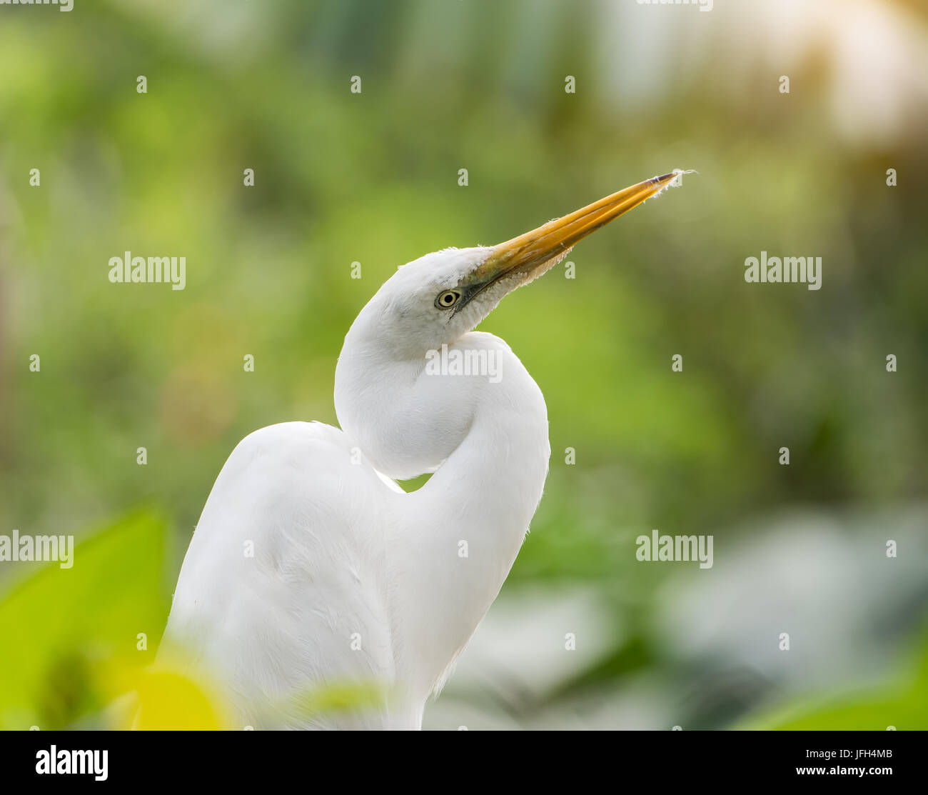 egret Stay in tree Stock Photo - Alamy