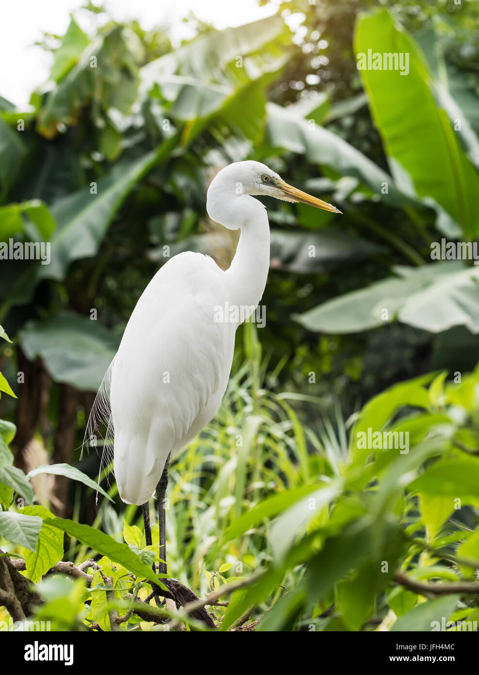 egret Stay in tree Stock Photo - Alamy