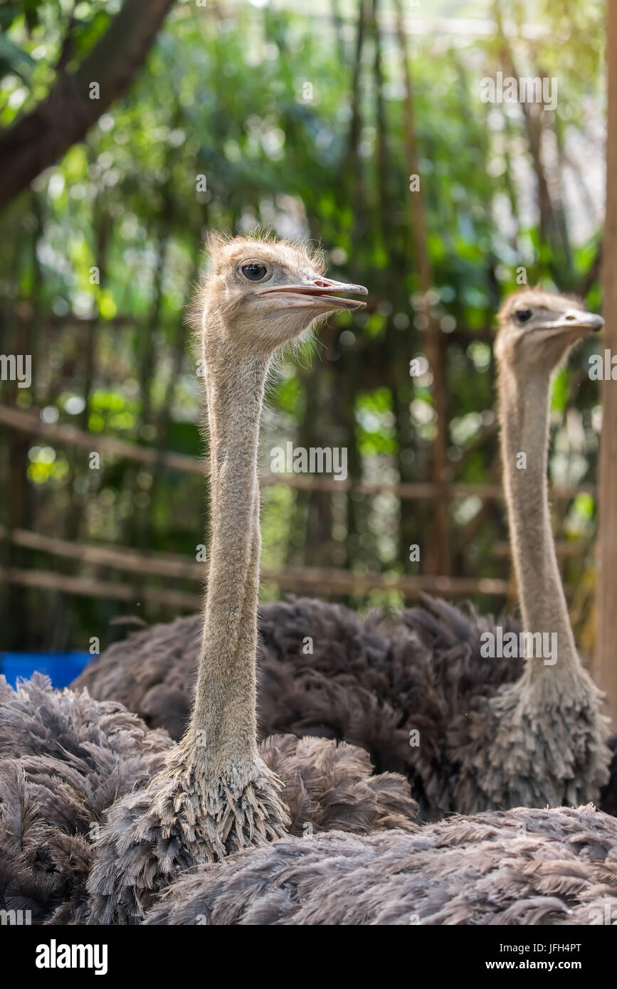 Ostrich in park Stock Photo - Alamy
