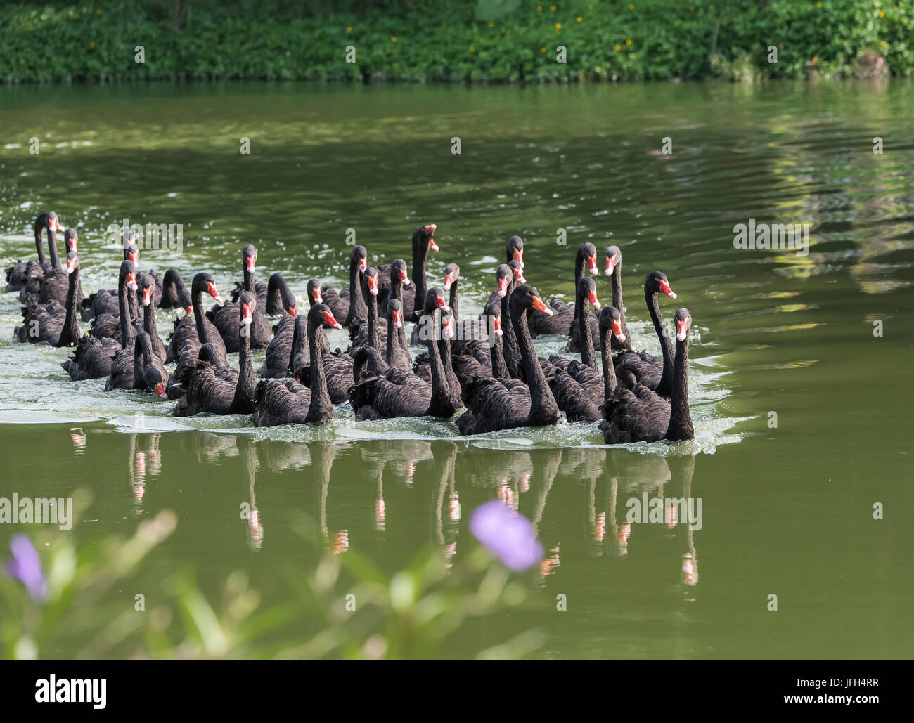 Group of black swans in a lake Stock Photo - Alamy