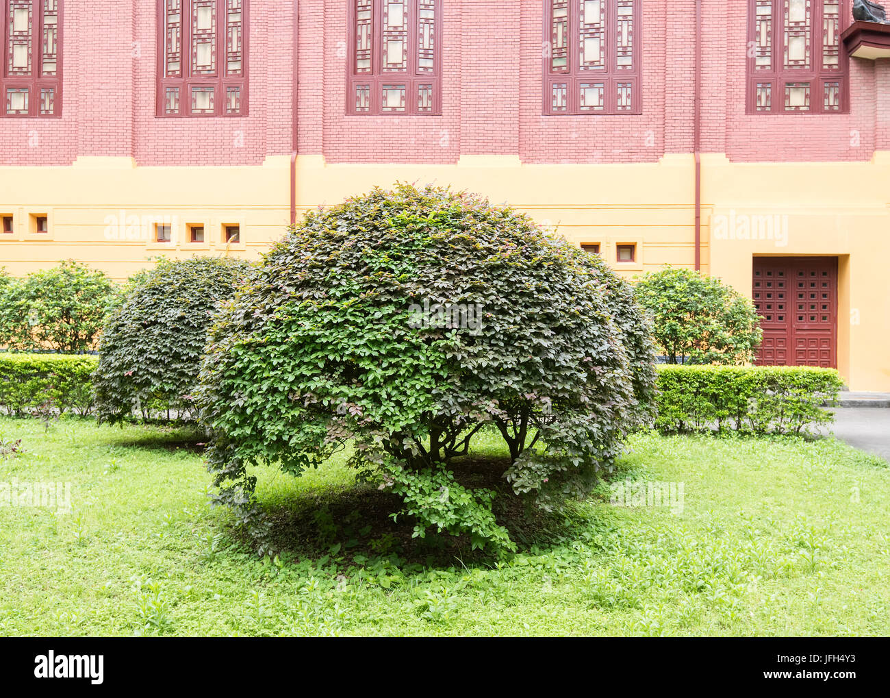green coniferous shrubs shorn by round shape Stock Photo - Alamy