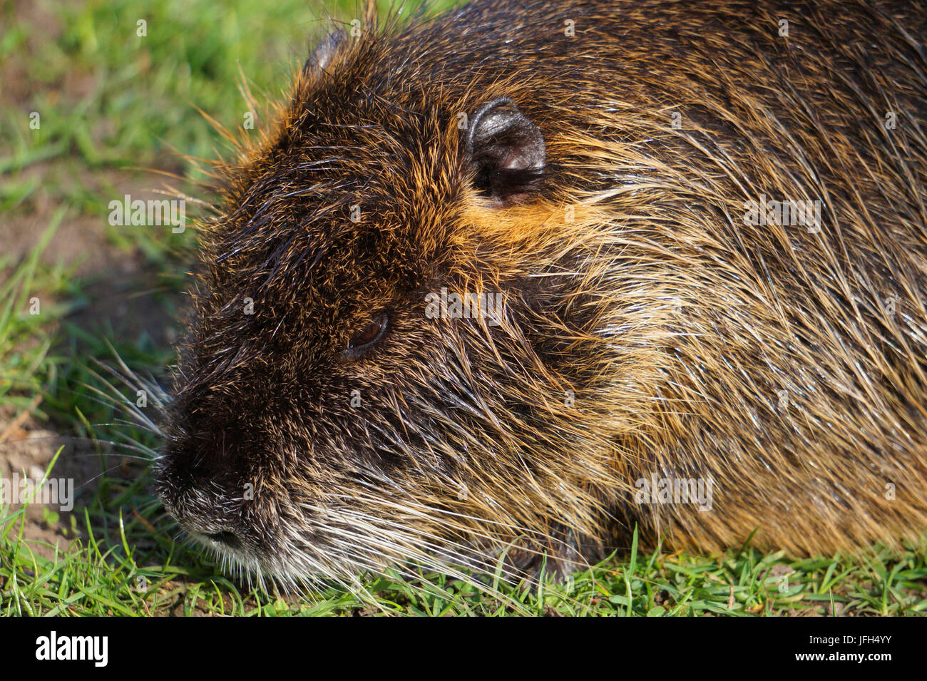 wild living nutria Stock Photo - Alamy