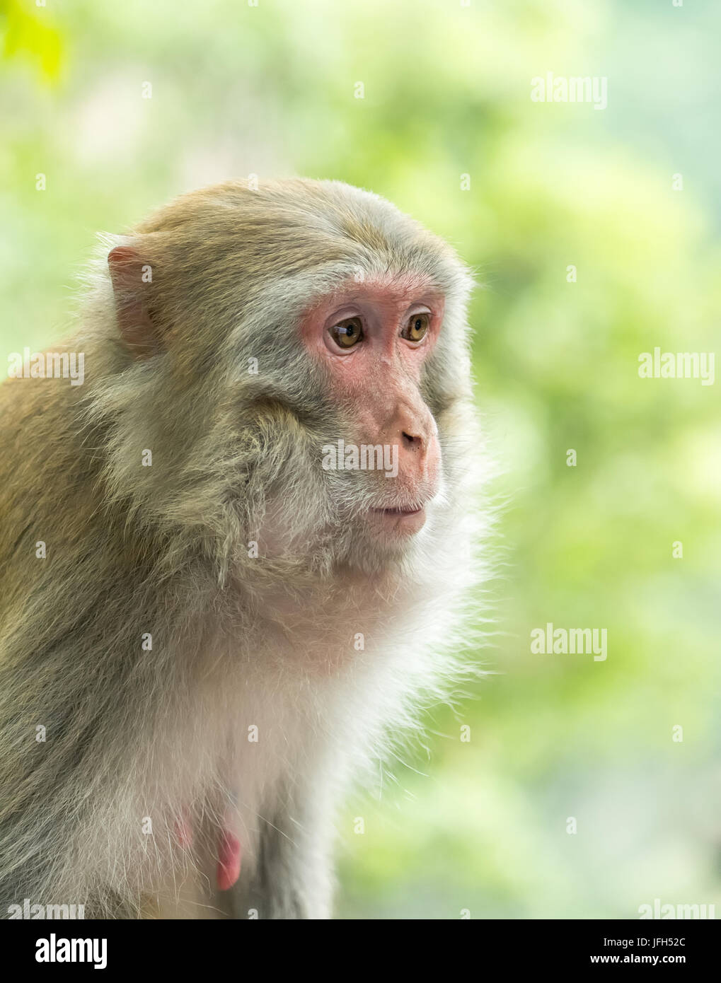 macaque monkey at forest in Zhangjiajie National Park Hunan China Stock ...