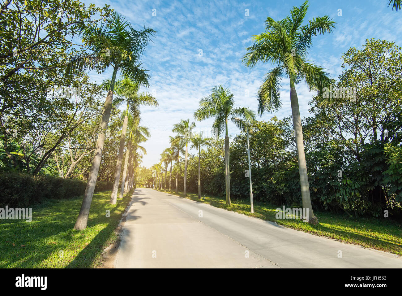 Walkway in a beautiful Park with Palms Stock Photo - Alamy