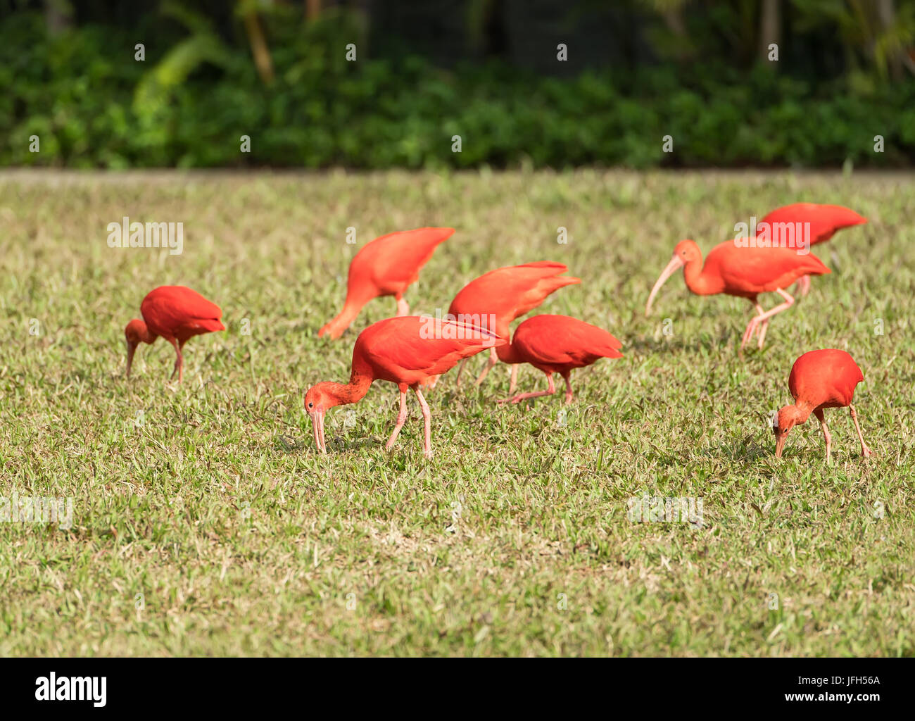 Exotic red-orange bird in the nature. Wildlife. Bright ibis - the ...