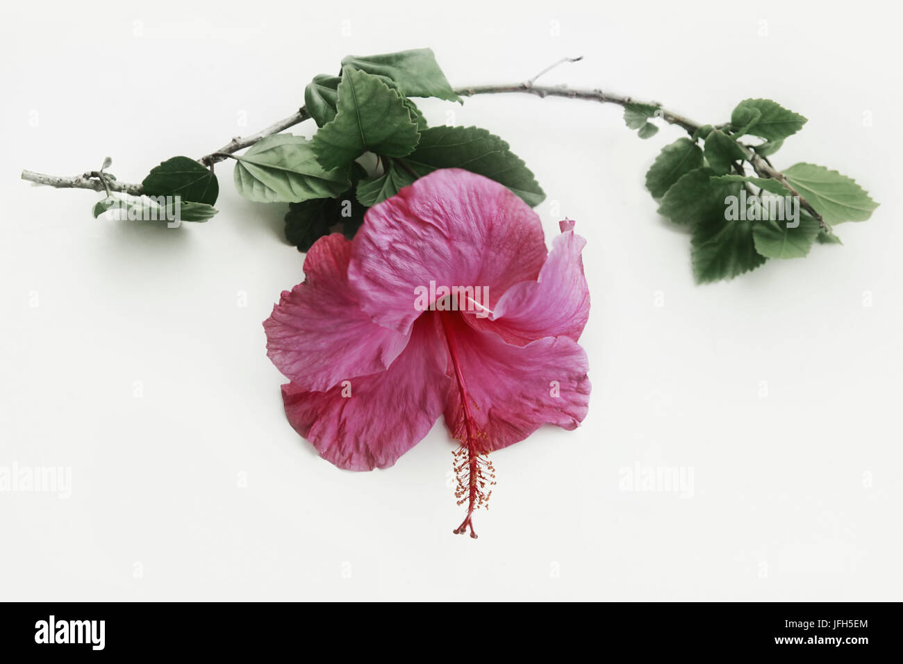 Hibiscus flower bali indonesia hi-res stock photography and images - Alamy