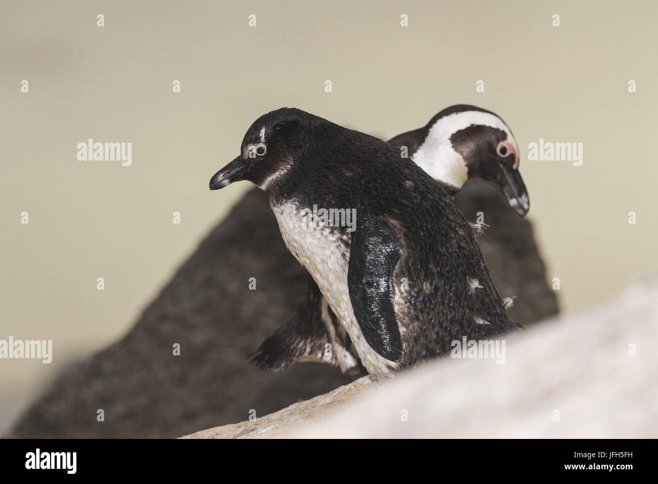 Jackass (Spheniscus demersus Stock Photo - Alamy