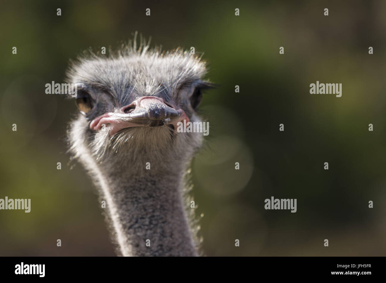 Austrich (Struthio camelus Stock Photo - Alamy