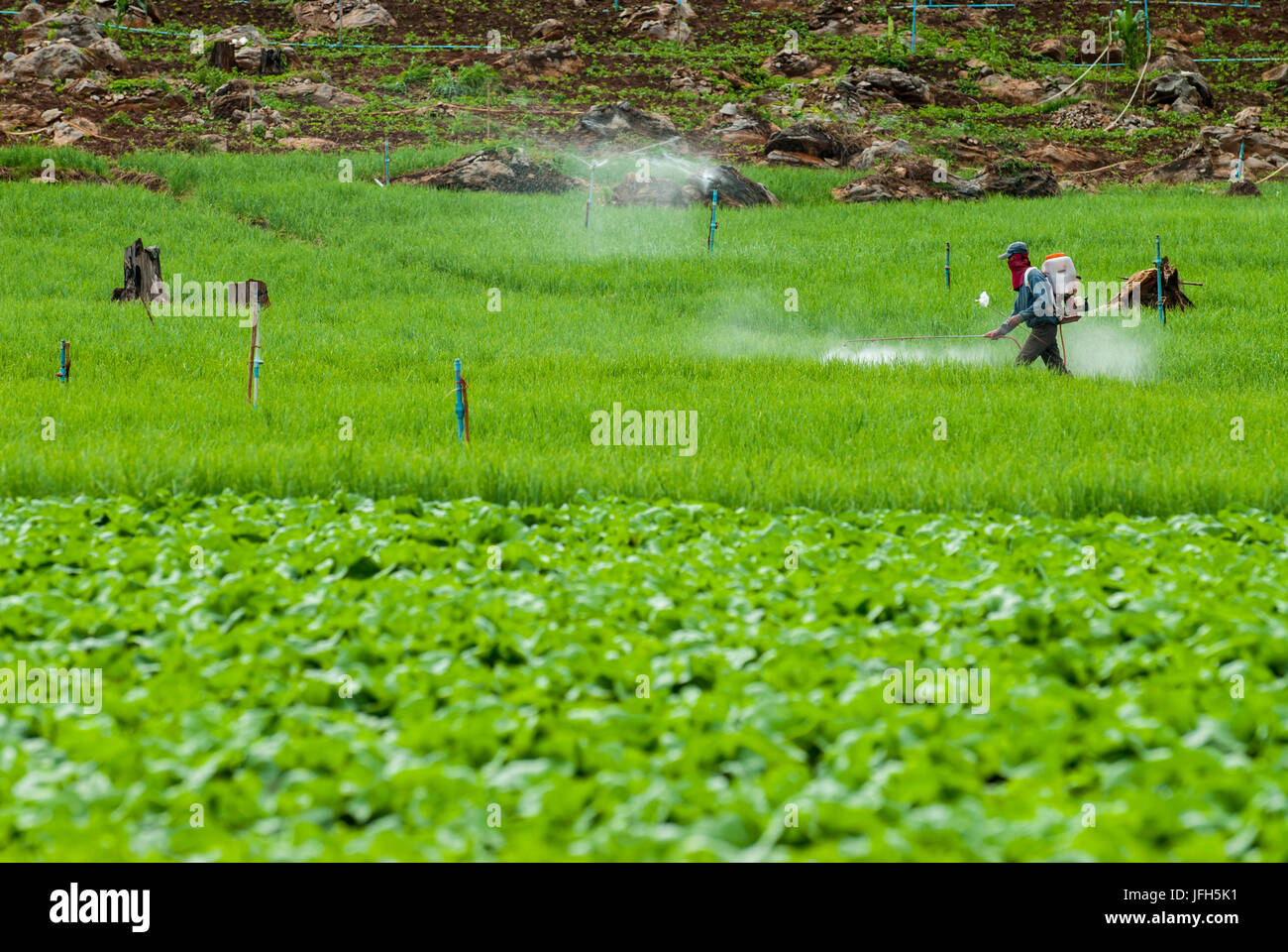 Farmer spraying pesticide on Terrace rice fields Stock Photo - Alamy