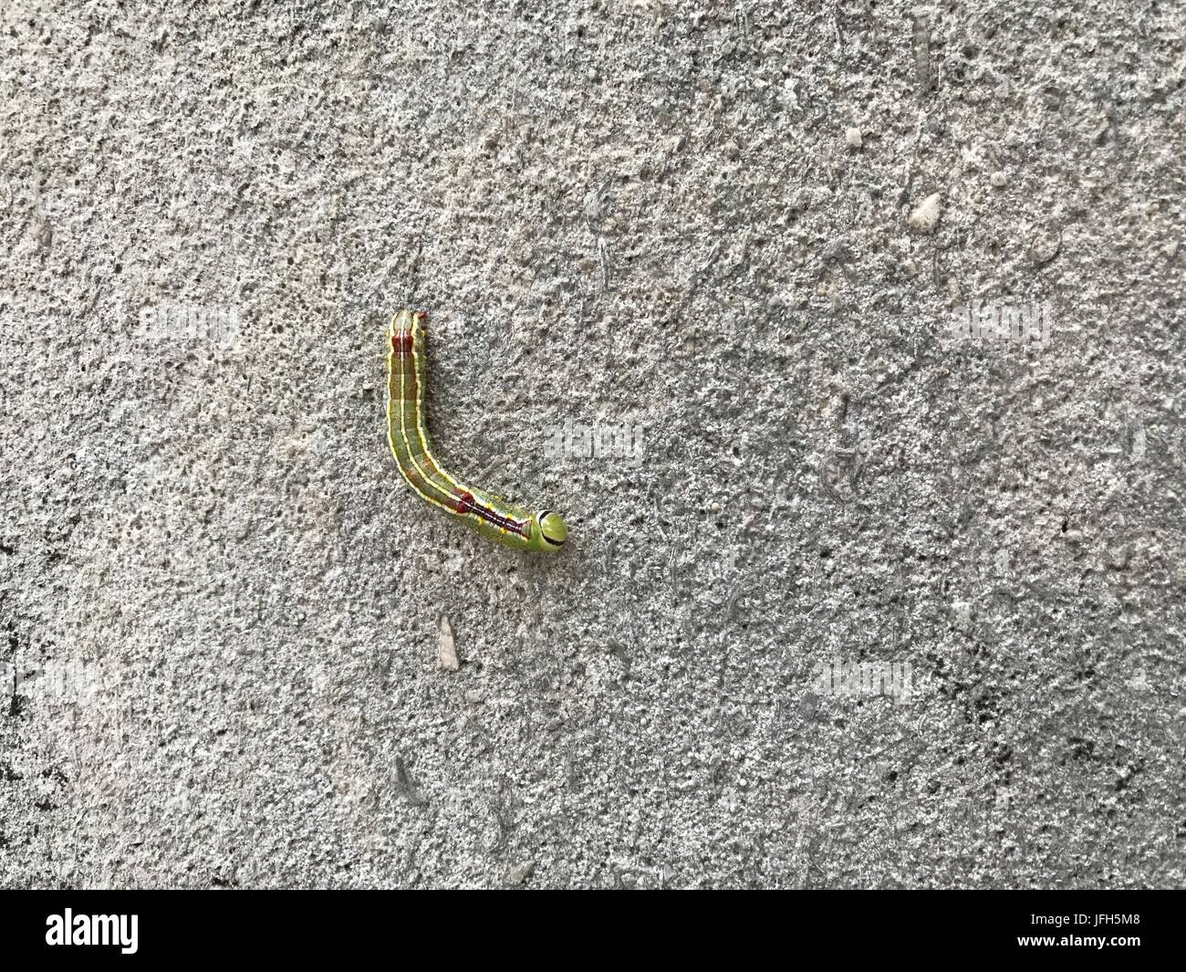 The worm turns Stock Photo - Alamy
