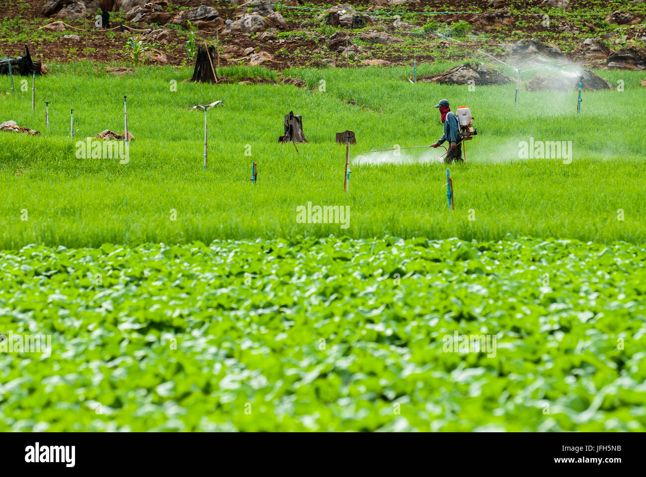 Farmer spraying pesticide on Terrace rice fields Stock Photo - Alamy