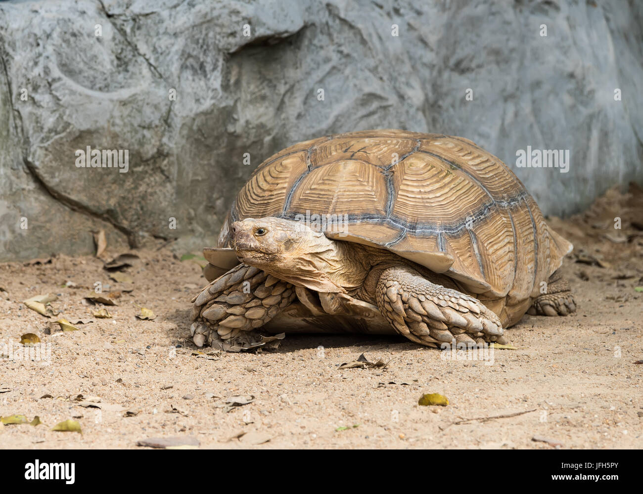 Tortoise walking on floor Stock Photo - Alamy