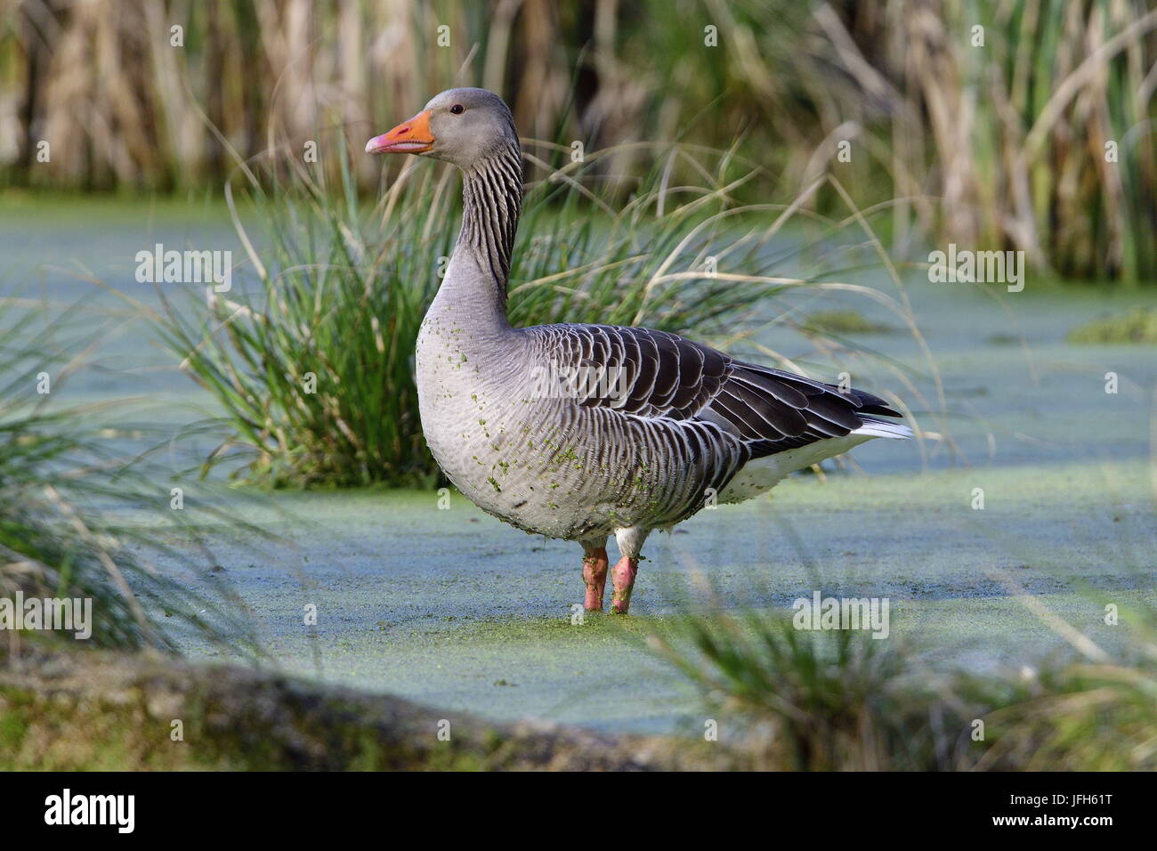 Gray goose pair hi-res stock photography and images - Alamy