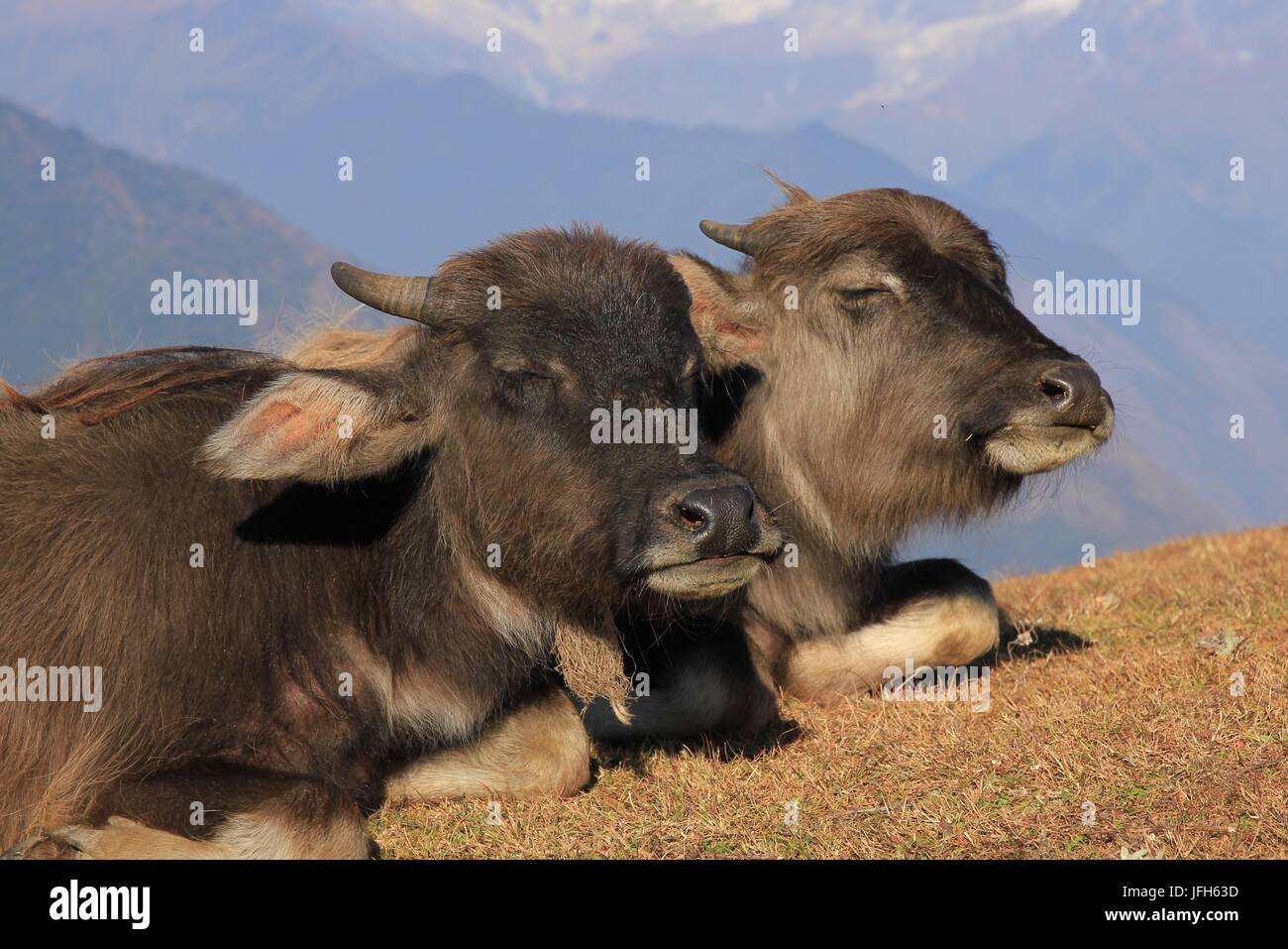 Sleeping water buffalo babies Stock Photo - Alamy