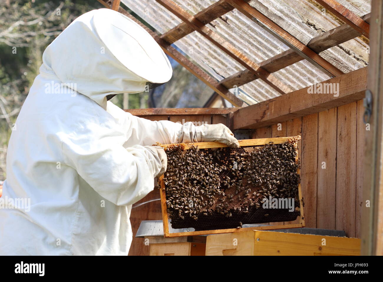 beekeeper works on a beehive Stock Photo - Alamy