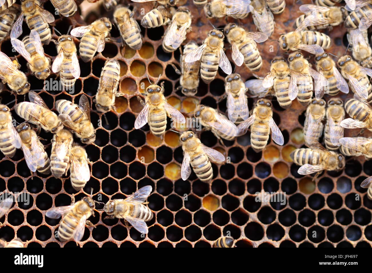 many honey bees are working in beehive Stock Photo - Alamy