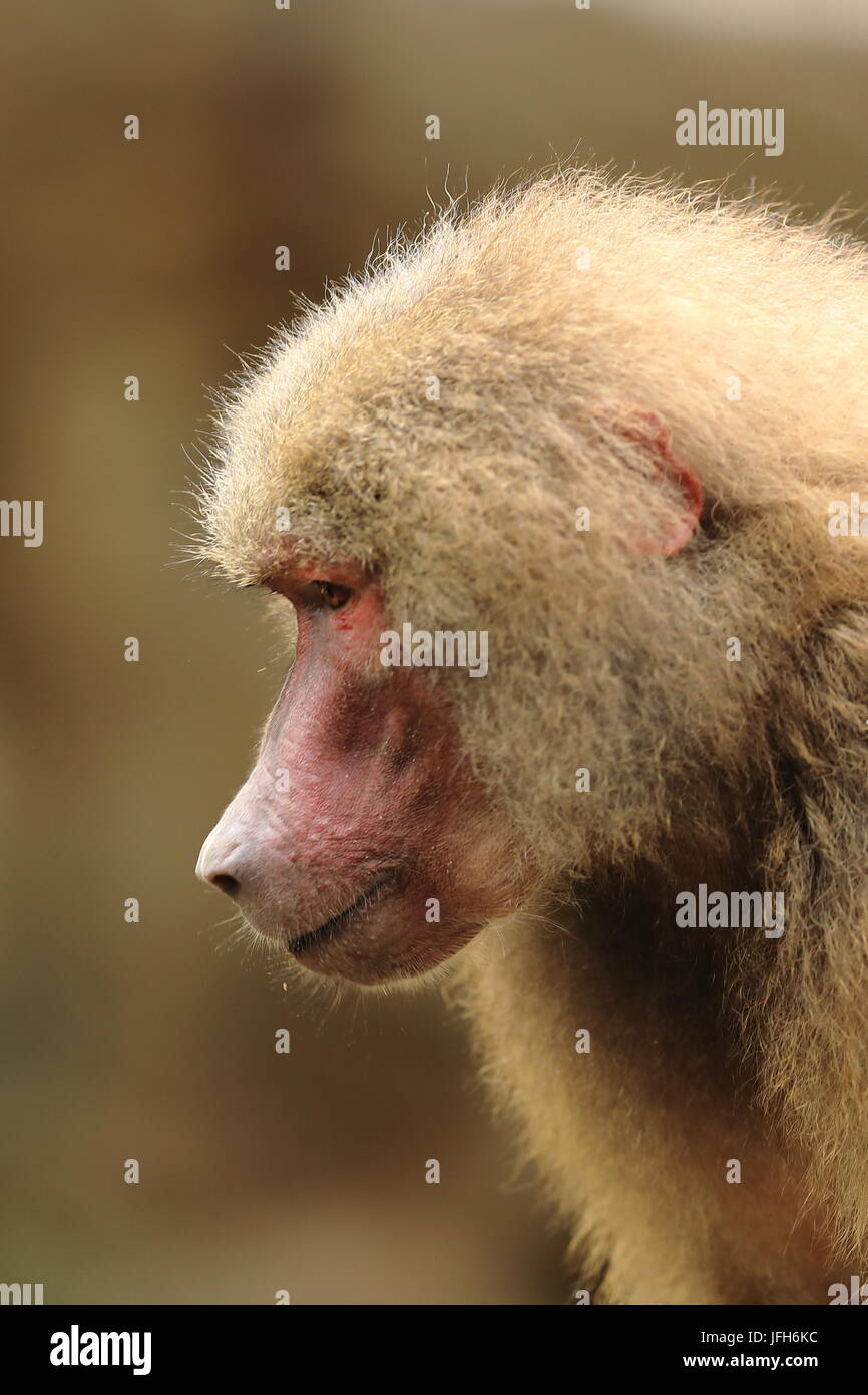 Primate a singapore hi-res stock photography and images - Alamy