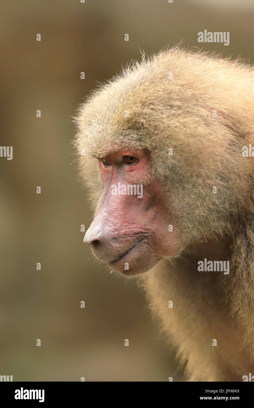 A baboon in Singapore Stock Photo - Alamy