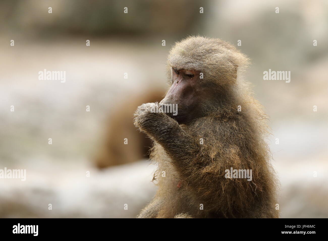 A baboon in Singapore Stock Photo - Alamy